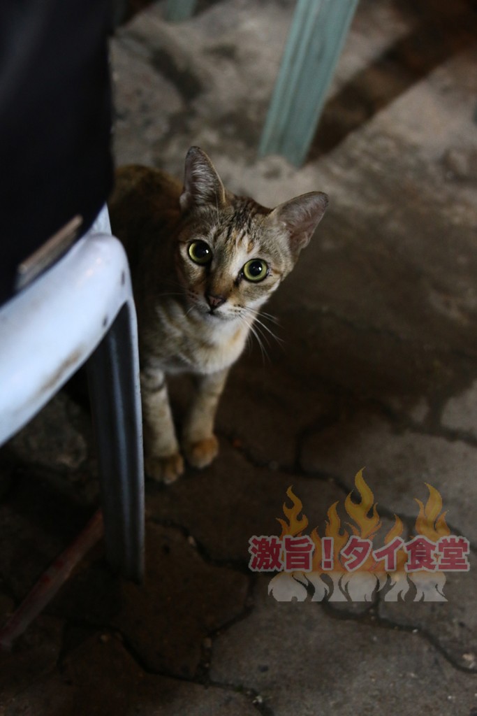 【BTSラチャテウィー駅から徒歩5分】メニュー豊富な本格シーフード＆イサーン料理店「Jae Dang」 - 激旨！タイ食堂